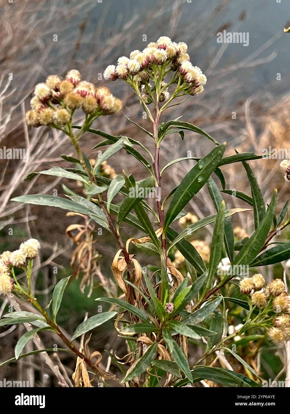 mule fat (Baccharis salicifolia Stock Photo - Alamy