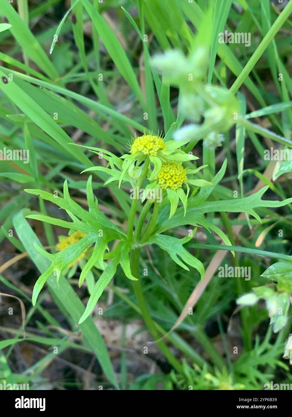 Sanicula arctopoides hi-res stock photography and images - Alamy