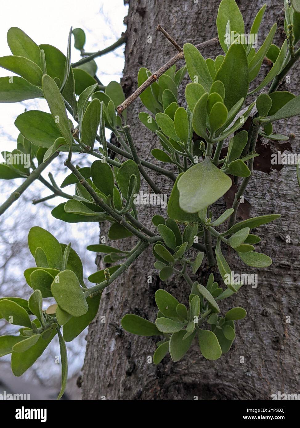 American Mistletoe (Phoradendron leucarpum Stock Photo - Alamy
