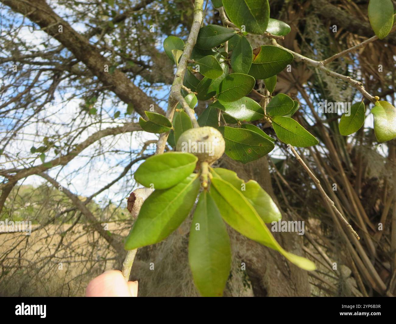 Southern Live Oak Stem Gall Wasp (Callirhytis quercusbatatoides Stock ...
