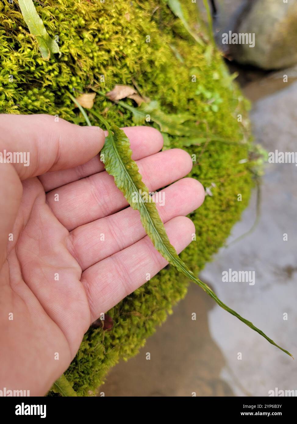 walking fern (Asplenium rhizophyllum Stock Photo - Alamy