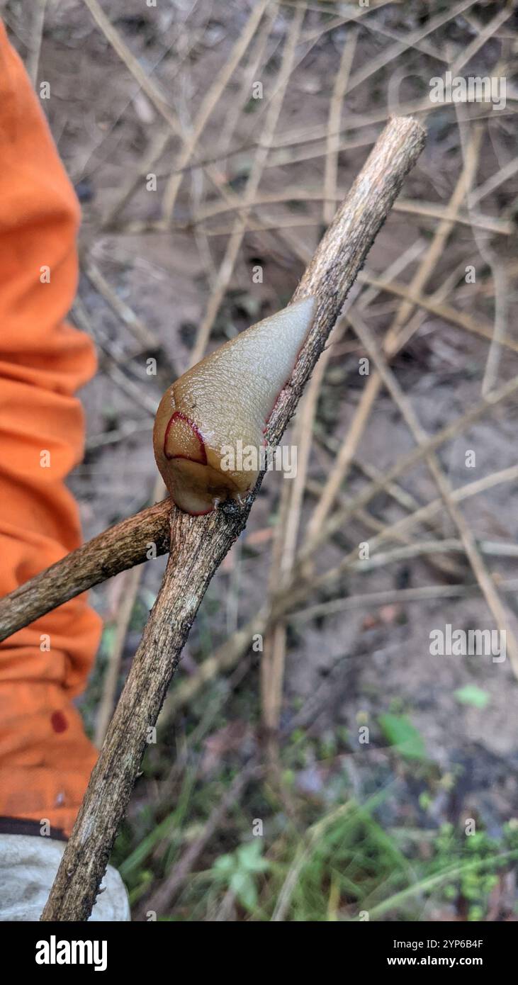 Red Triangle Slug (Triboniophorus graeffei Stock Photo - Alamy