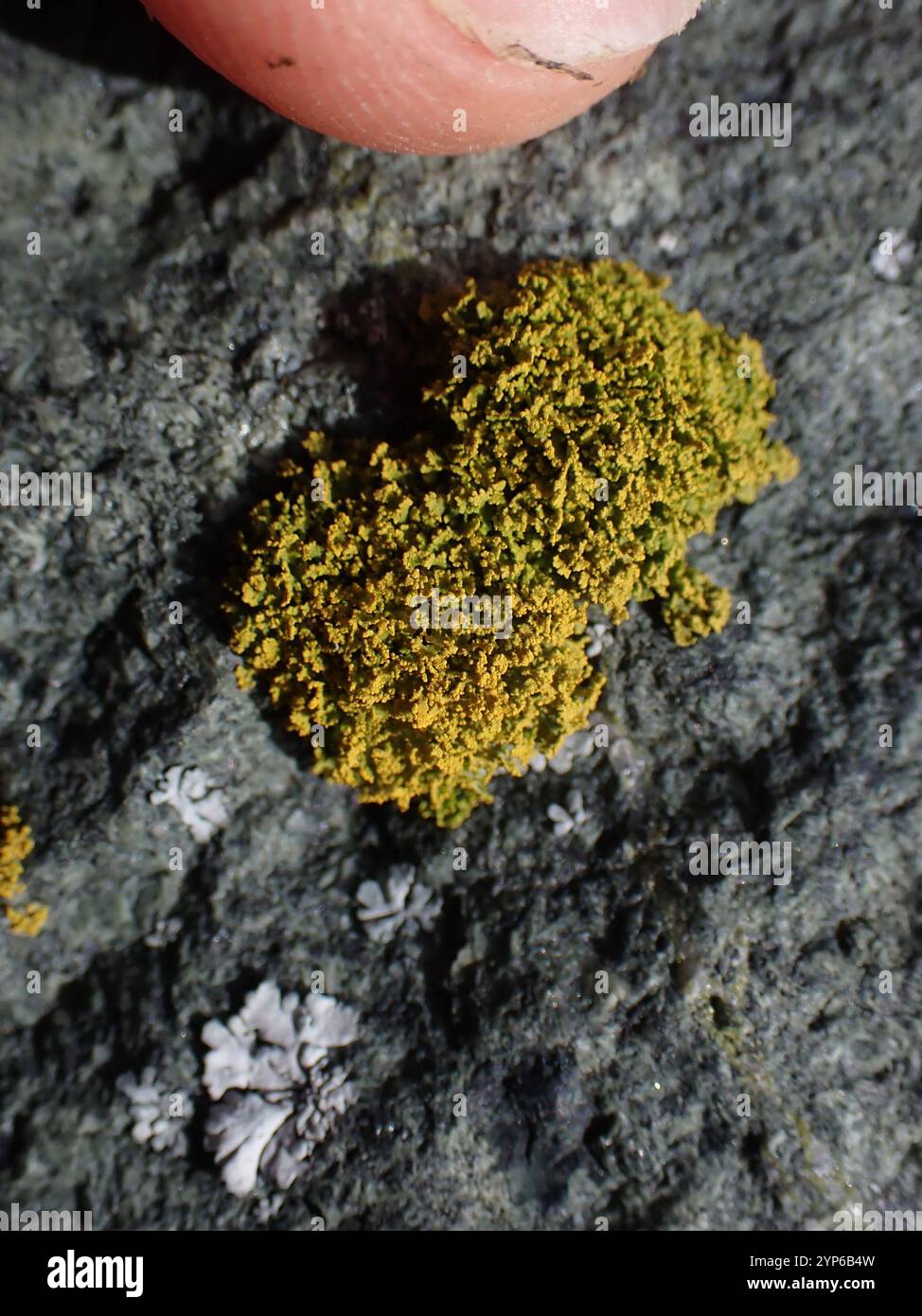 Shrubby Sunburst Lichen (Polycauliona candelaria Stock Photo - Alamy