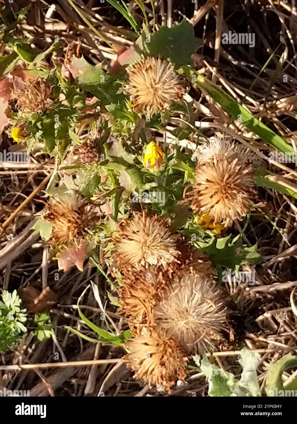 Camphor Daisy (Rayjacksonia phyllocephala Stock Photo - Alamy