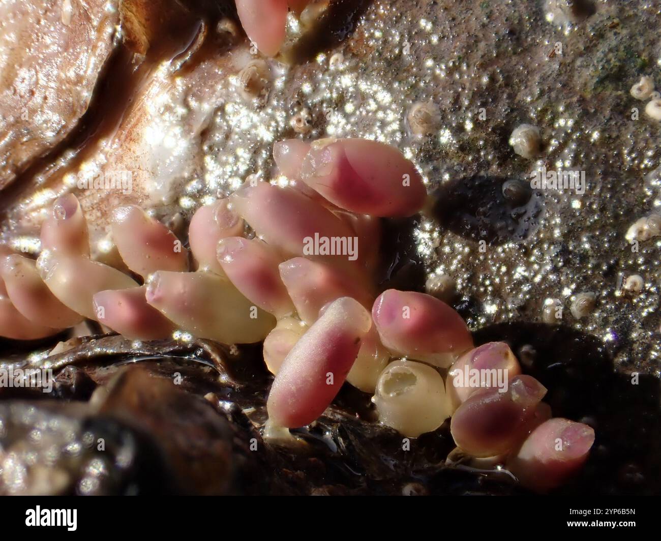 Atlantic Dogwhelk (Nucella lapillus Stock Photo - Alamy