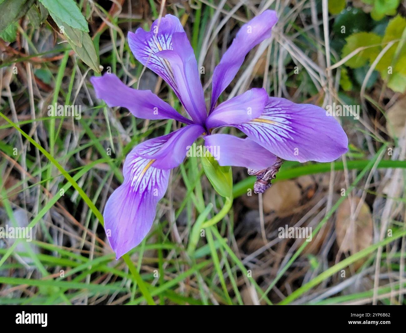 Douglas iris (Iris douglasiana Stock Photo - Alamy