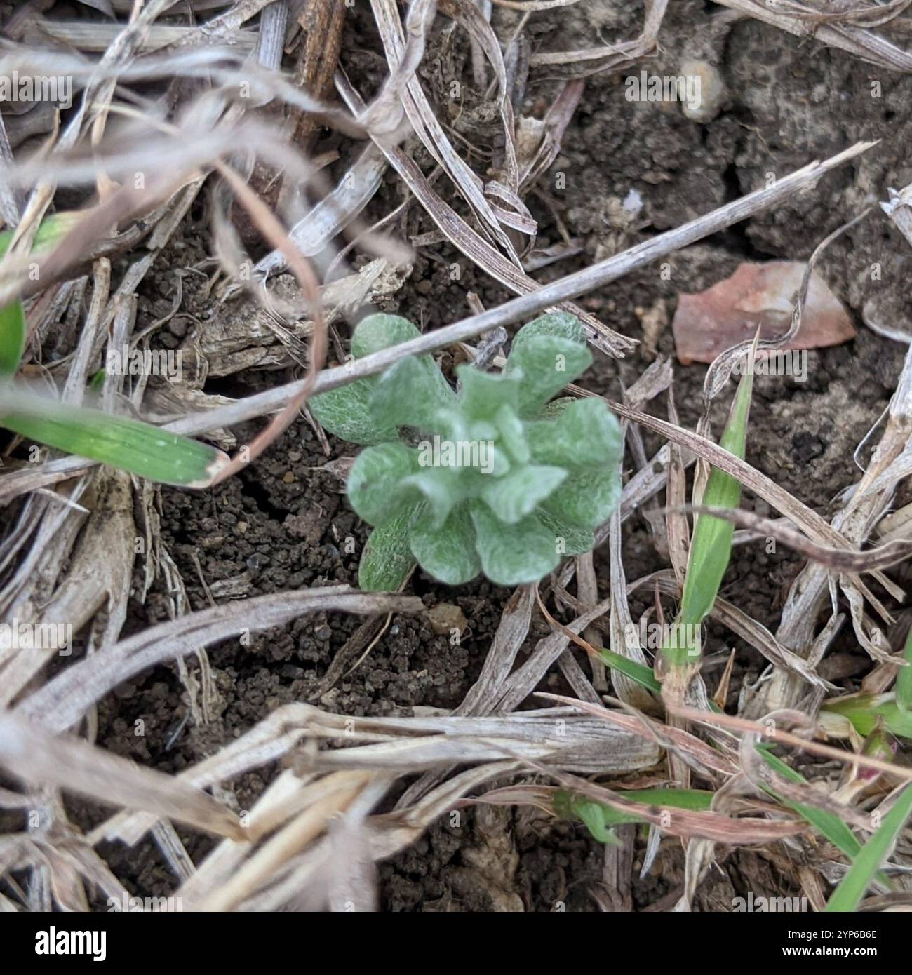 rabbit tobacco (Diaperia Stock Photo - Alamy