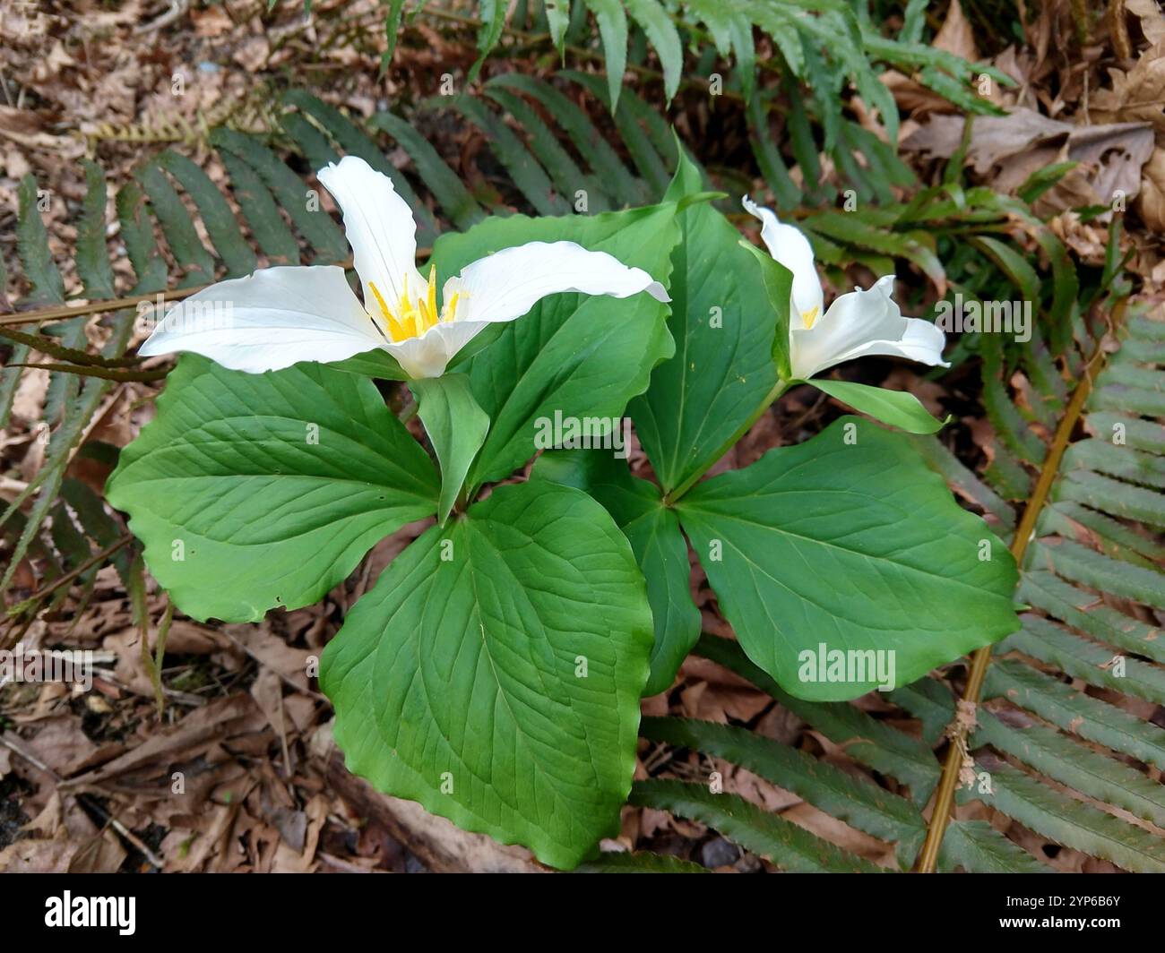 Pacific trillium (Trillium ovatum Stock Photo - Alamy