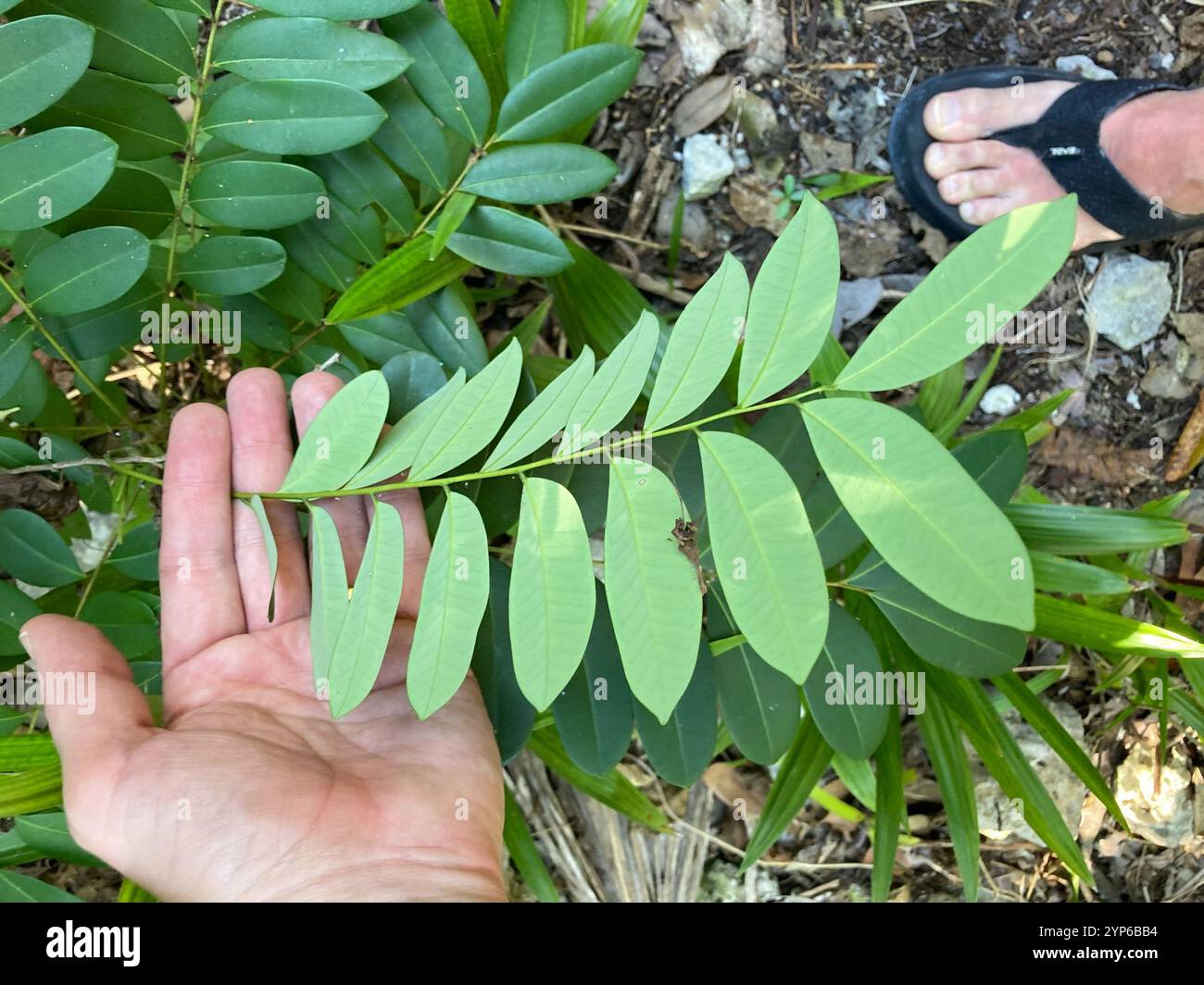 Paradise Tree (Simarouba glauca Stock Photo - Alamy