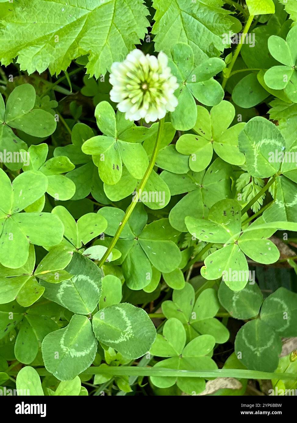 white clover (Trifolium repens Stock Photo - Alamy