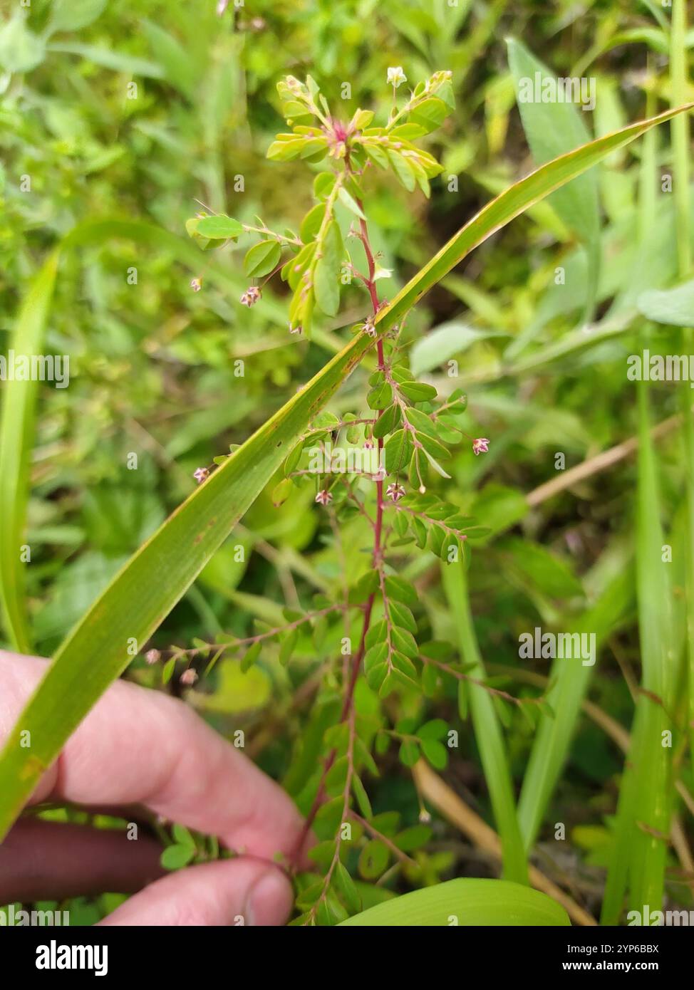 leaf-flower family (Phyllanthaceae Stock Photo - Alamy