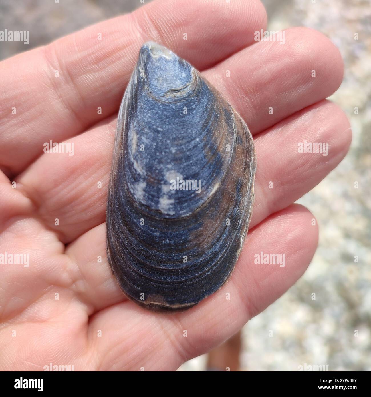 Mediterranean Mussel (Mytilus galloprovincialis Stock Photo - Alamy