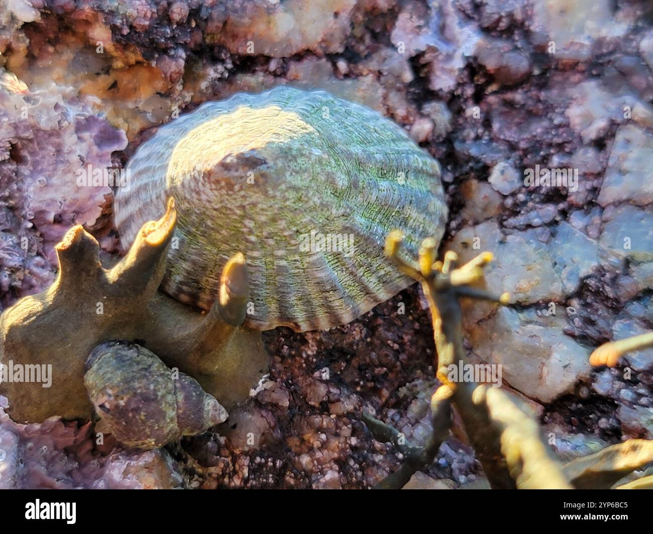 True Limpets (Patellogastropoda Stock Photo - Alamy