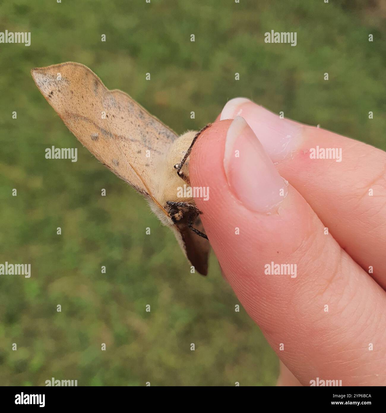 Common Anthelid Moth (Anthela acuta Stock Photo - Alamy