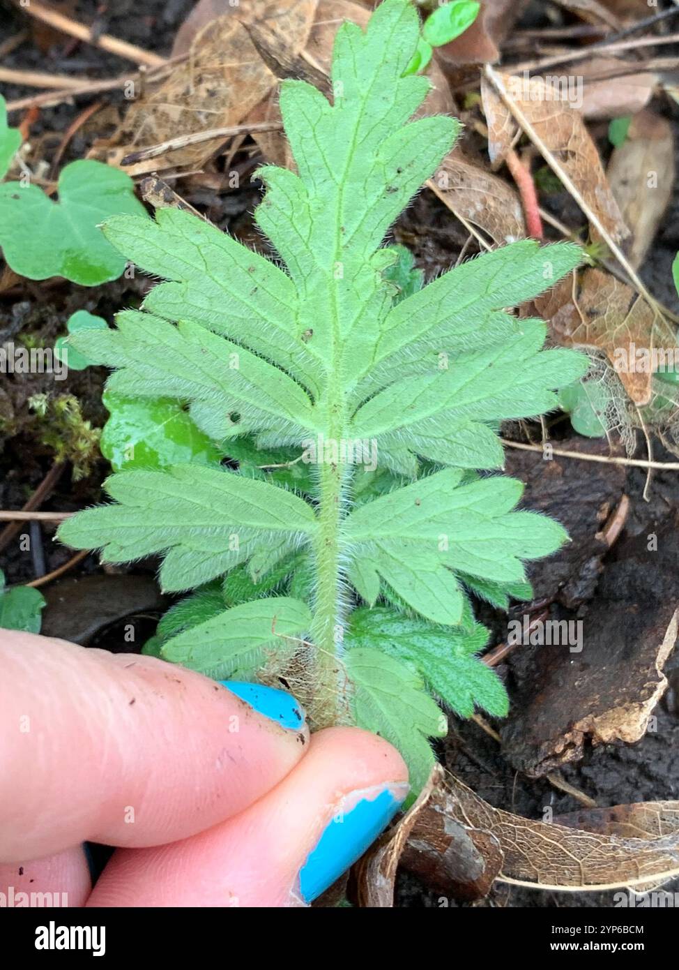 Hydrophyllum occidentale hi-res stock photography and images - Alamy