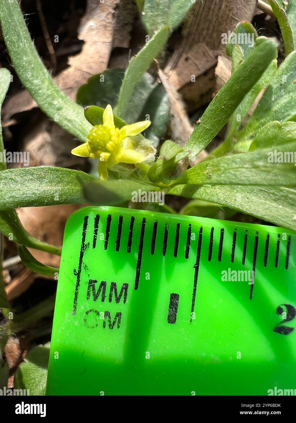 rock buttercup (Ranunculus micranthus Stock Photo - Alamy