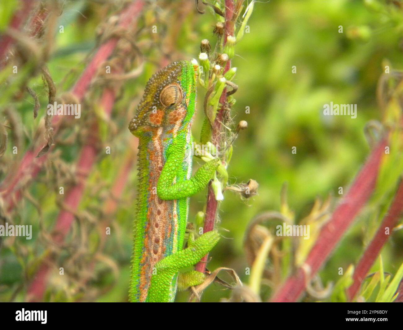 Cape Dwarf Chameleon (Bradypodion pumilum Stock Photo - Alamy