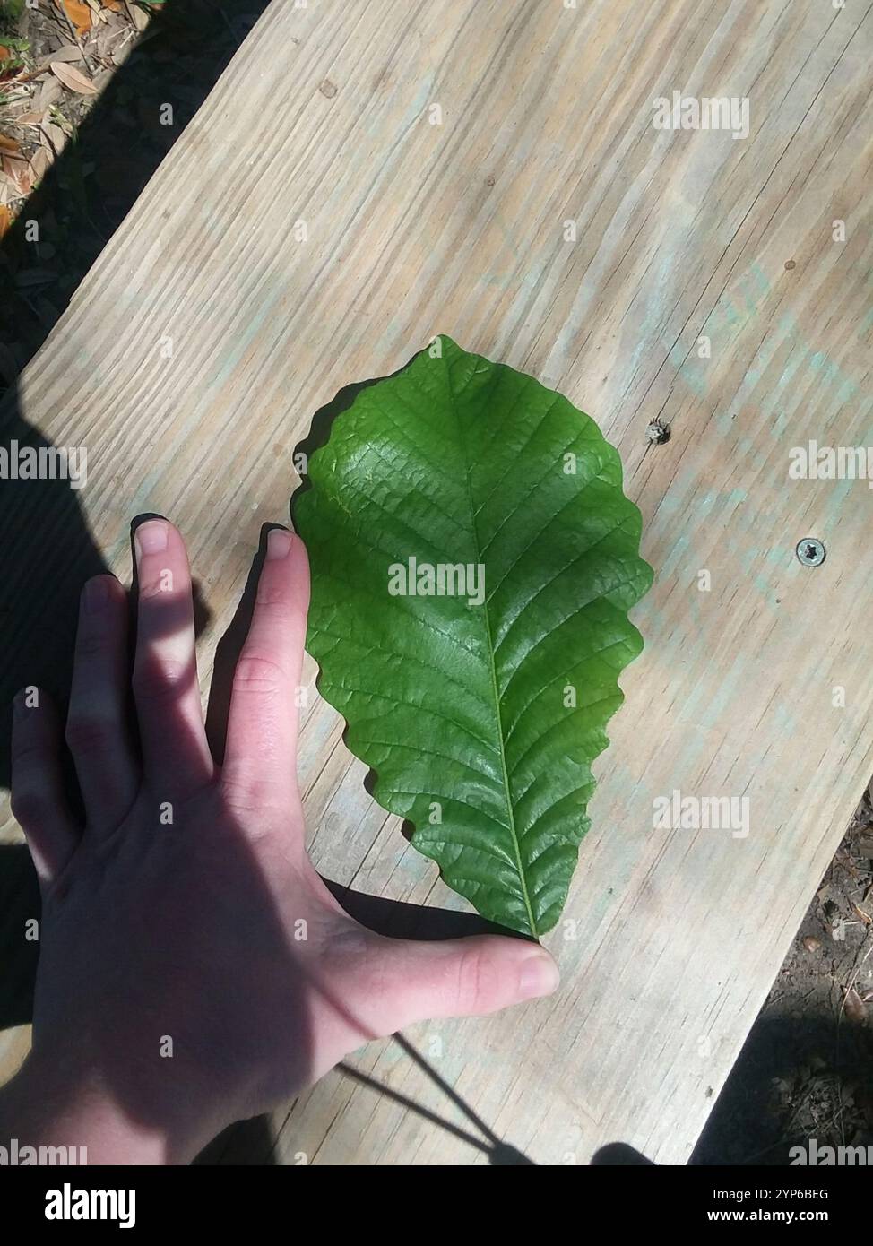 Swamp chestnut oak quercus michauxii hi-res stock photography and ...