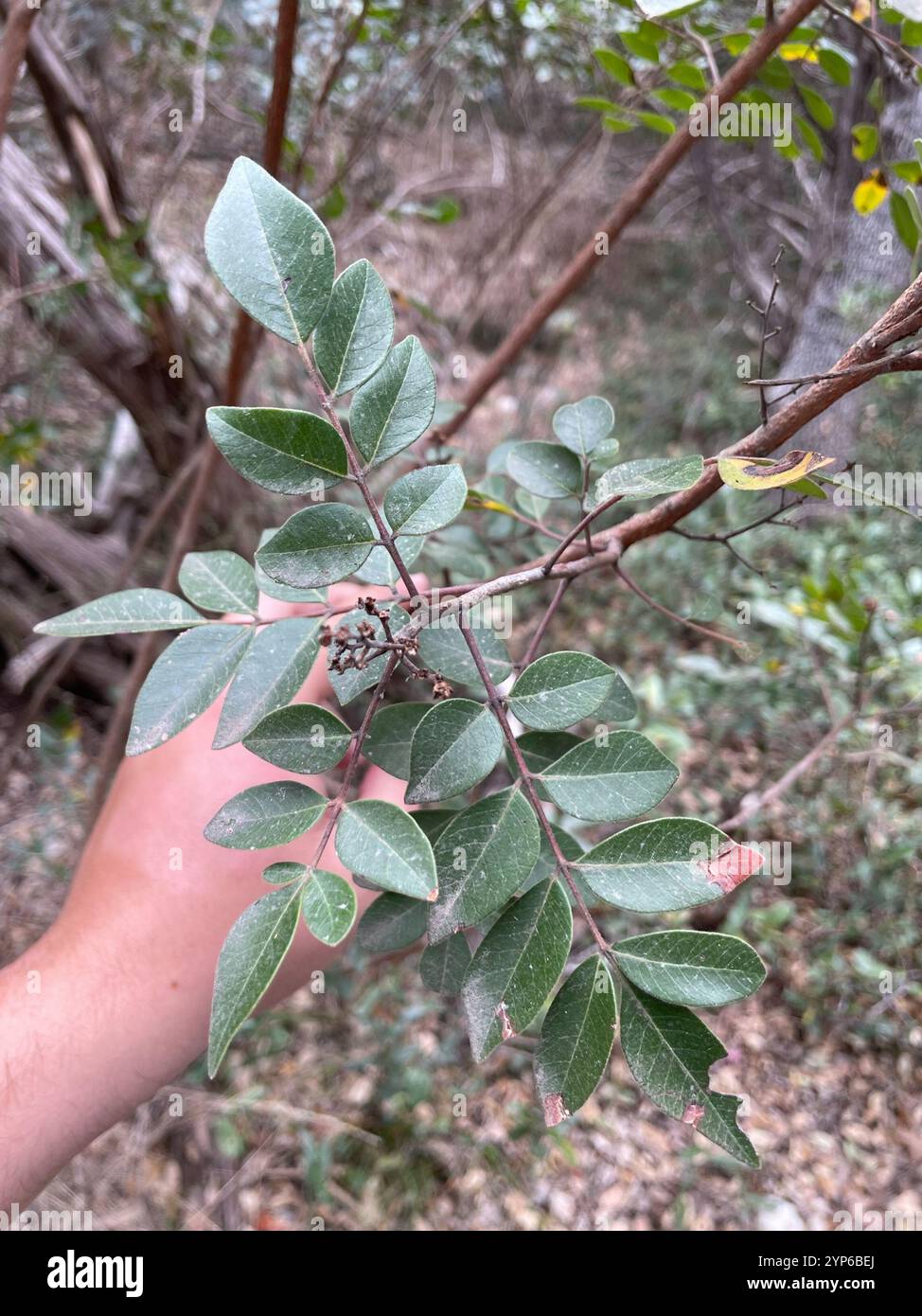 evergreen sumac (Rhus virens Stock Photo - Alamy