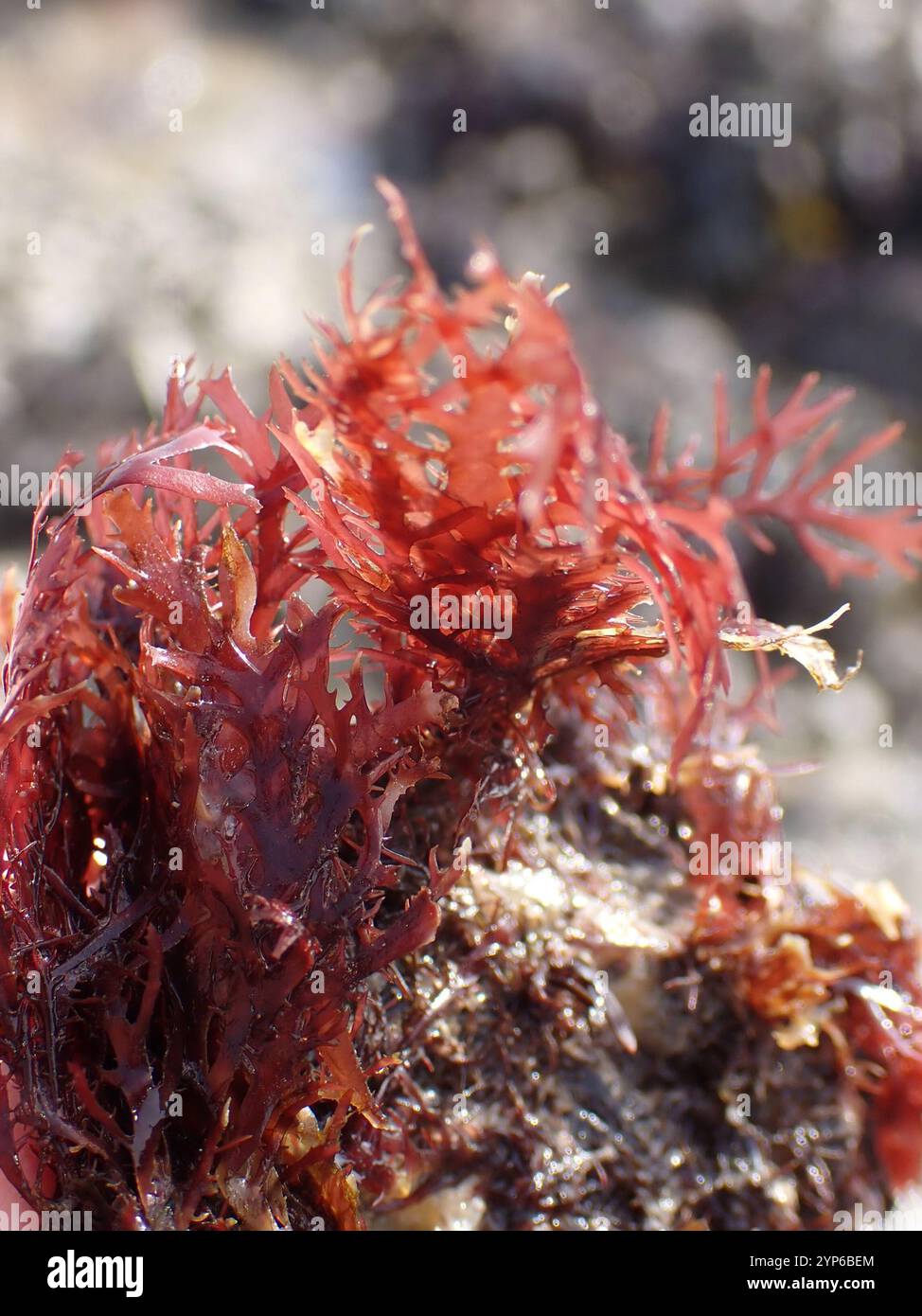 red algae (Rhodophyta Stock Photo - Alamy