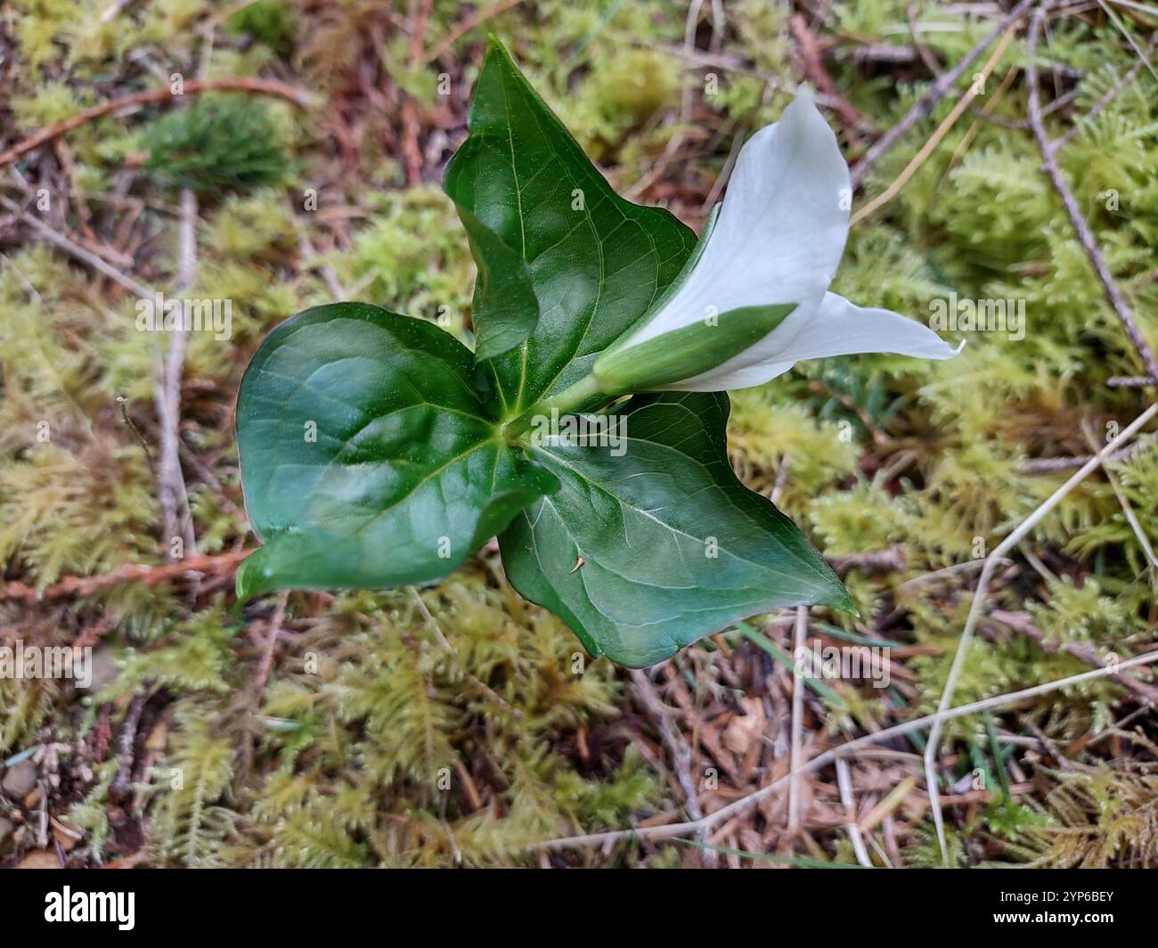 Pacific trillium (Trillium ovatum Stock Photo - Alamy