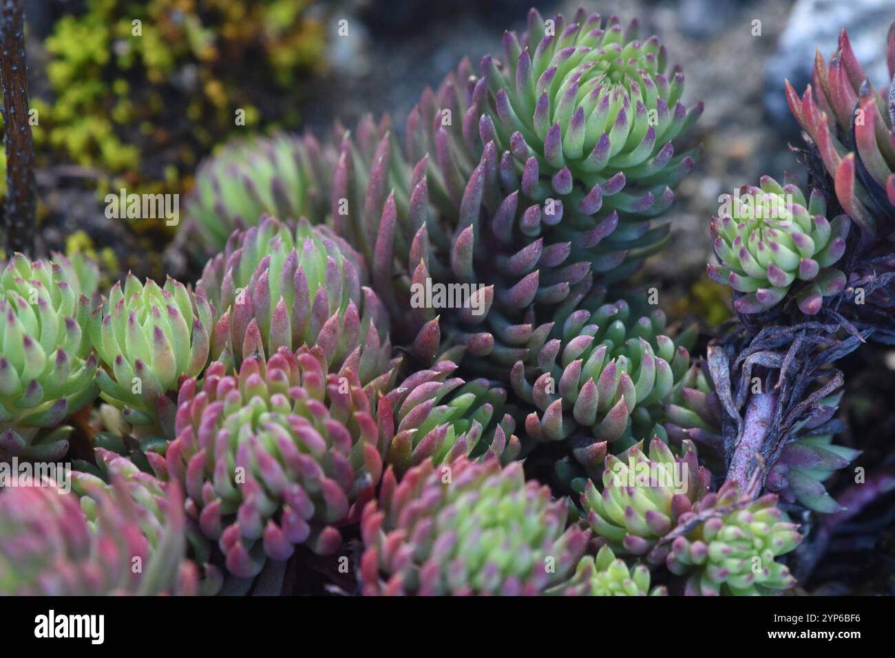 Rock Stonecrop (Petrosedum forsterianum Stock Photo - Alamy