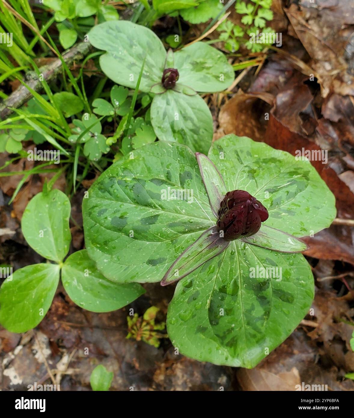 toadshade (Trillium sessile Stock Photo - Alamy