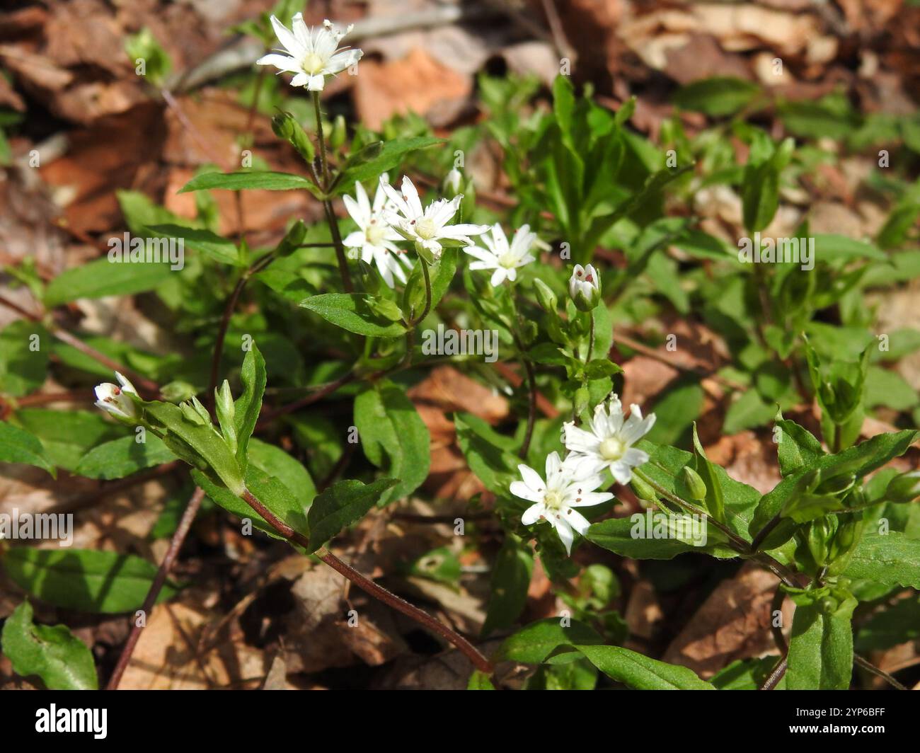 star chickweed (Stellaria pubera Stock Photo - Alamy