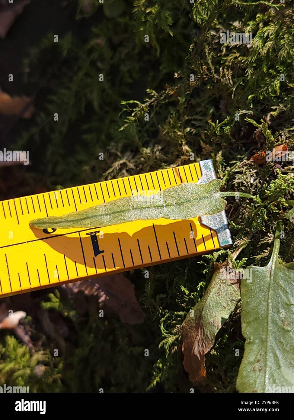 walking fern (Asplenium rhizophyllum Stock Photo - Alamy