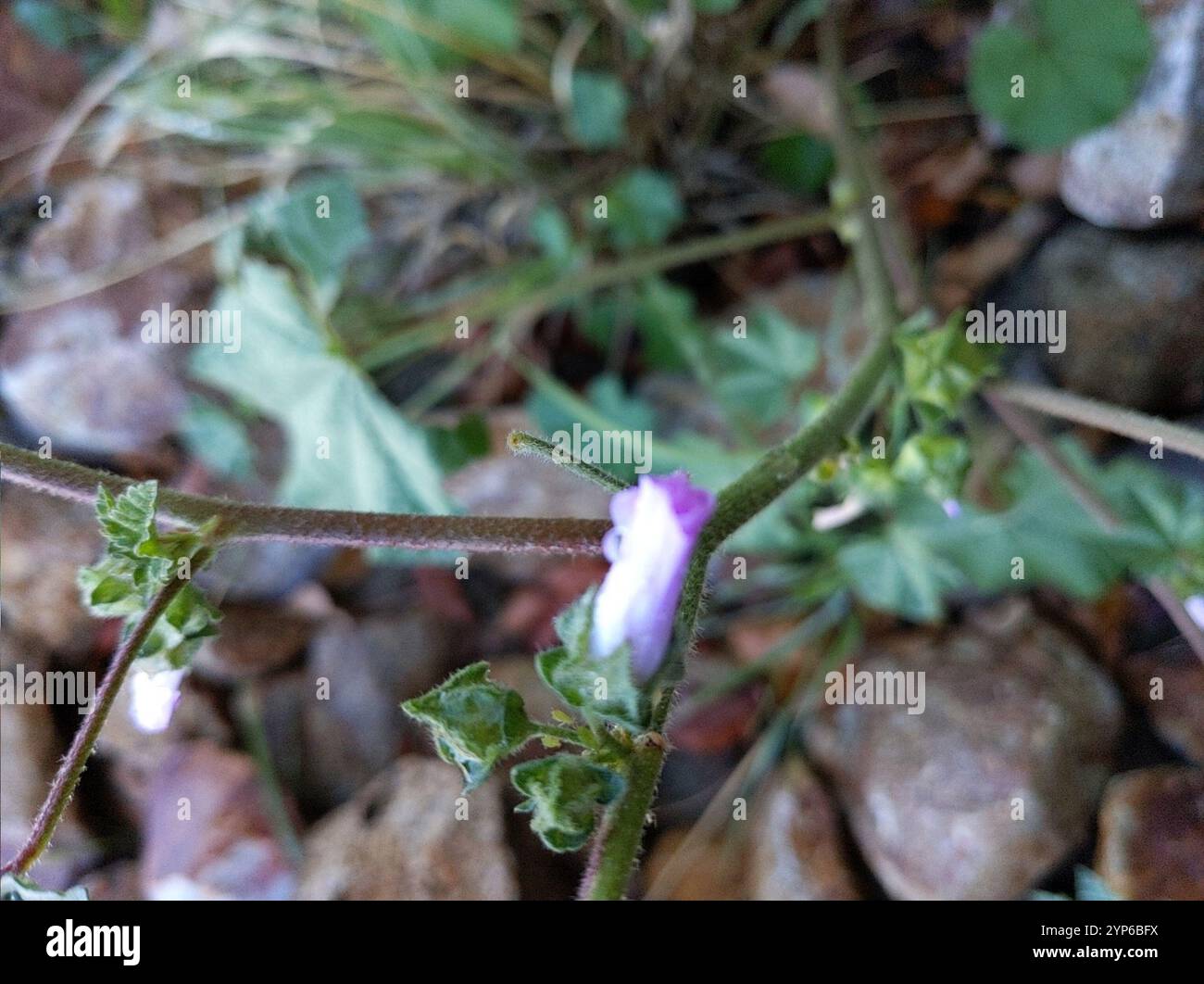 Cretan mallow (Malva multiflora Stock Photo - Alamy
