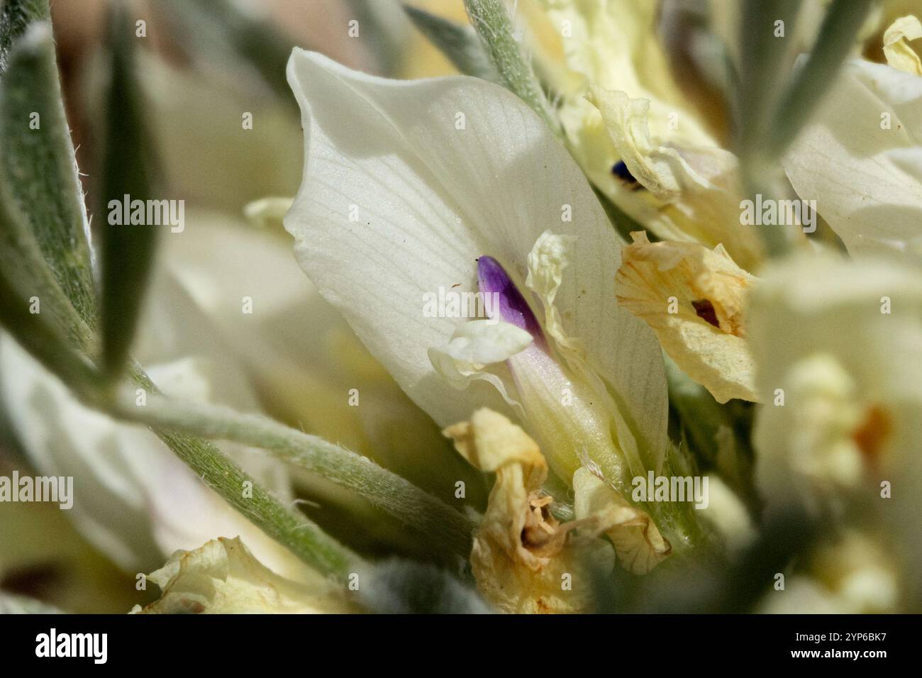 Threeleaf Milkvetch (Astragalus gilviflorus Stock Photo - Alamy