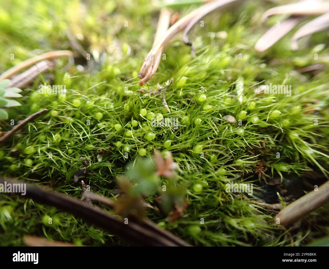 Taper-leaved Earth-moss (Pleuridium acuminatum Stock Photo - Alamy