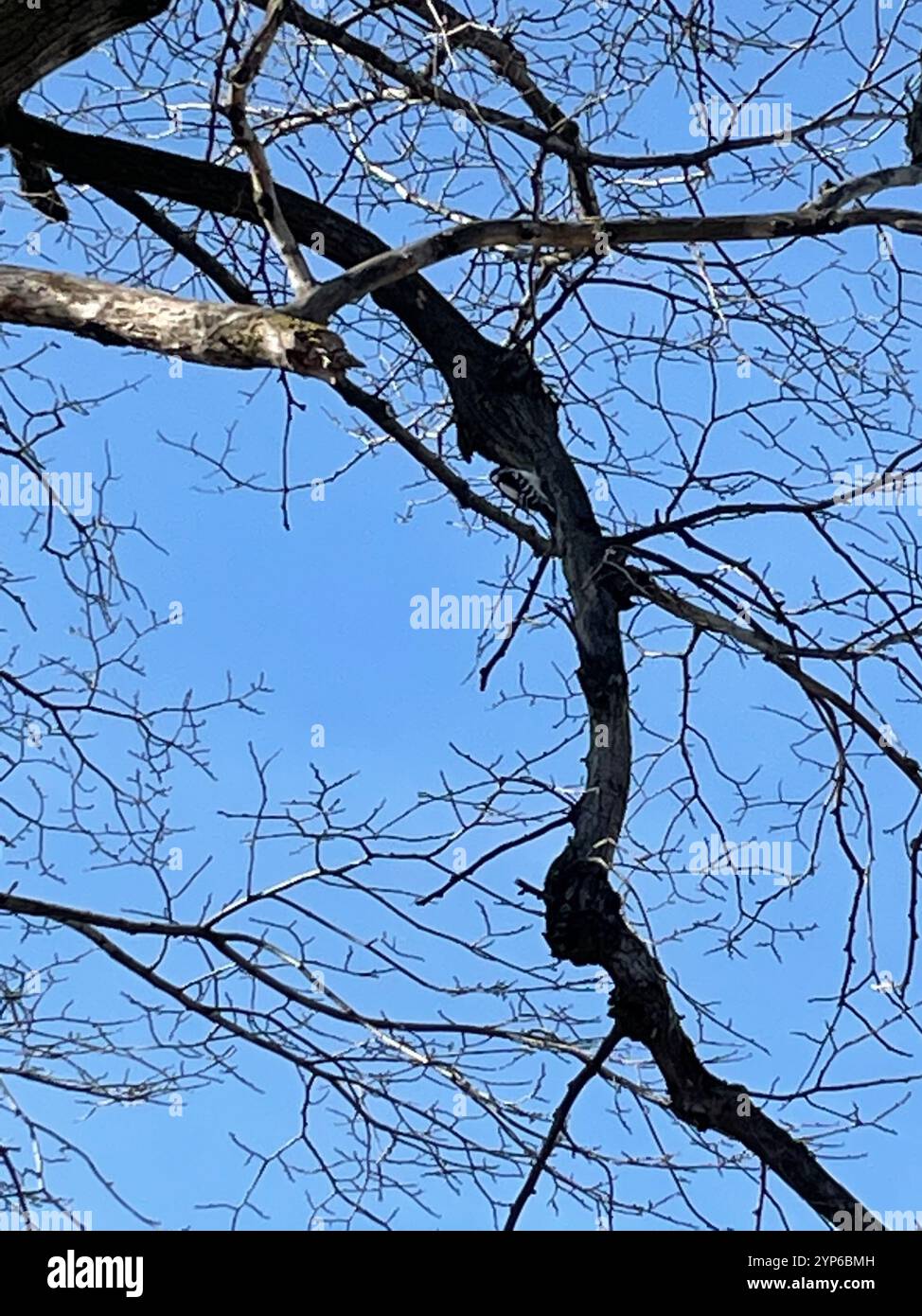 Downy Woodpecker (Dryobates pubescens Stock Photo - Alamy