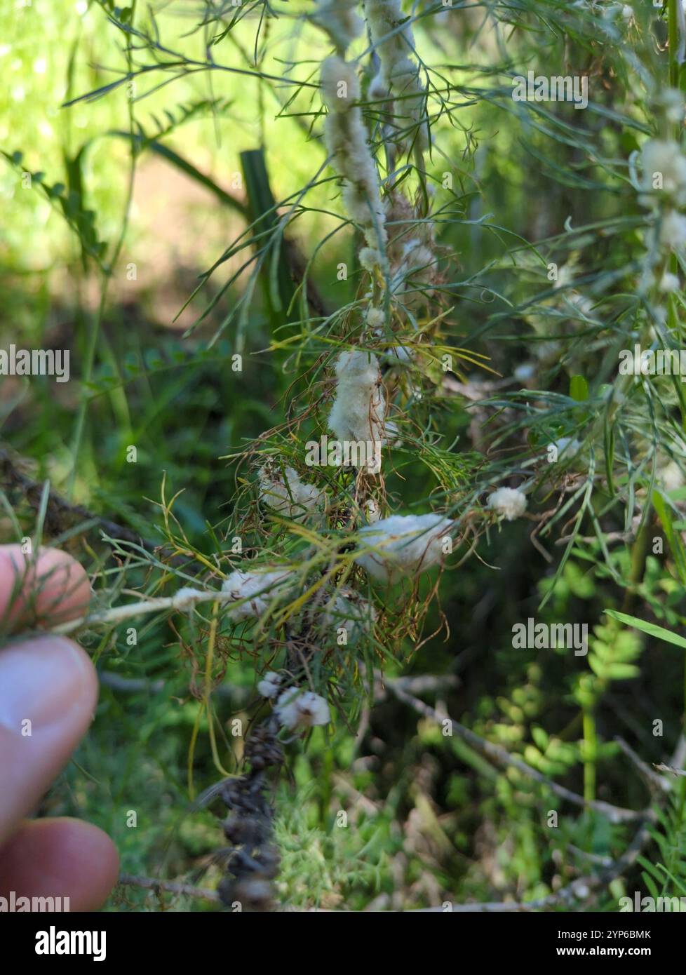 Sagebrush Woolly Stem Gall Midge (Rhopalomyia floccosa Stock Photo - Alamy