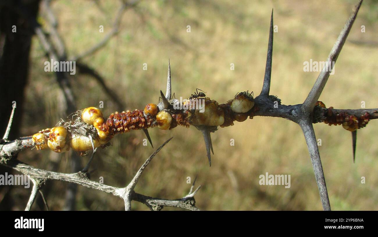 Small pugnacious ant (Anoplolepis steingroeveri Stock Photo - Alamy