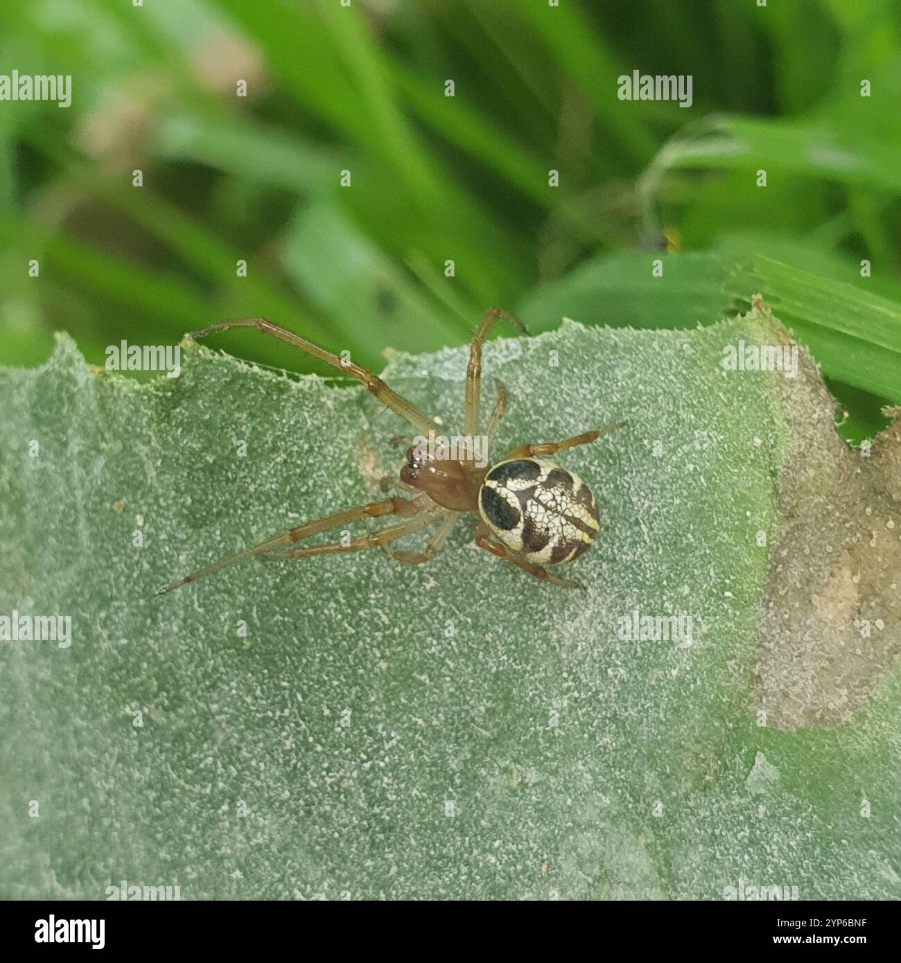 Leaf-curling Spider (Phonognatha graeffei Stock Photo - Alamy