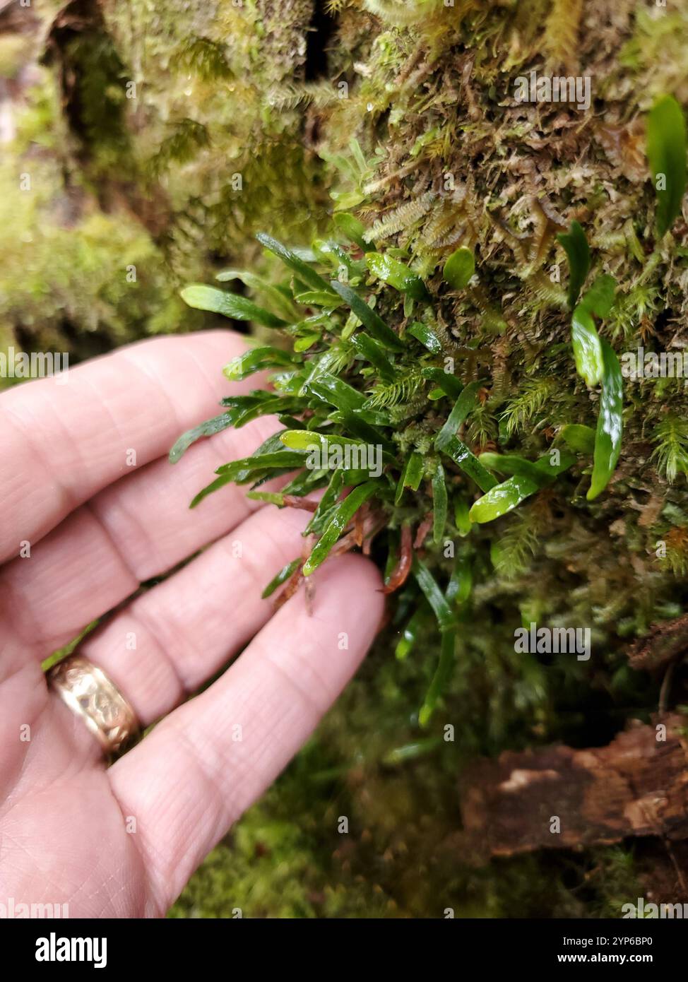 Kolokolo hi-res stock photography and images - Alamy