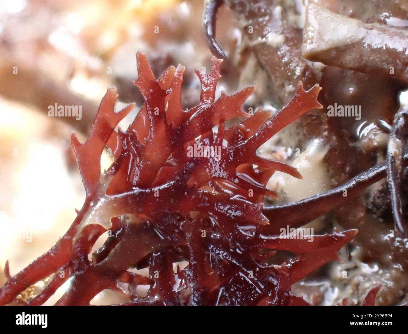 red algae (Rhodophyta Stock Photo - Alamy