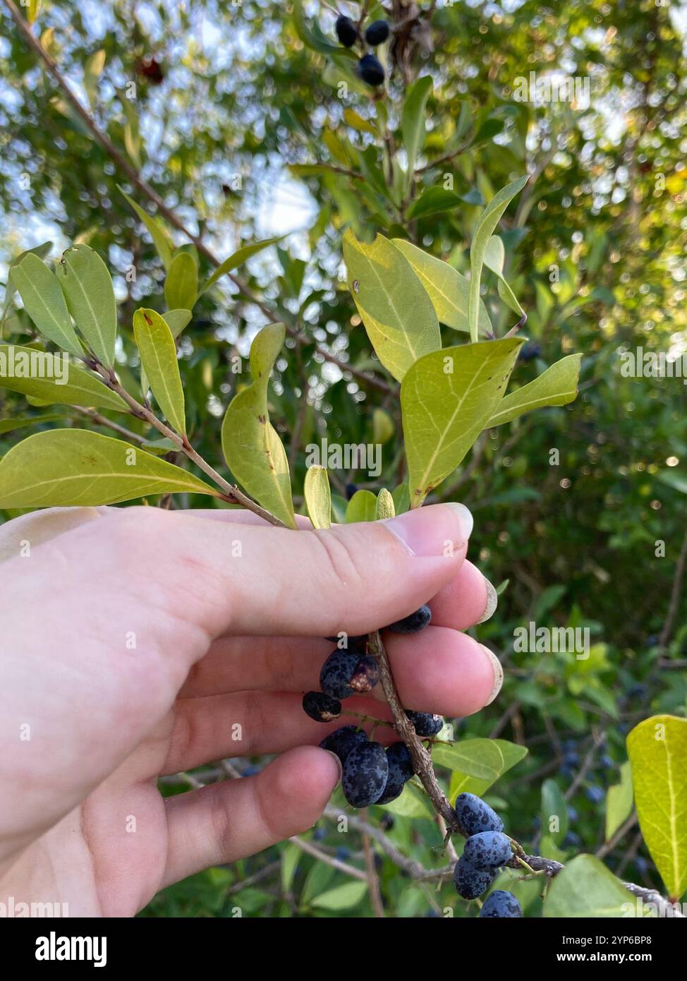Florida swampprivet (Forestiera segregata Stock Photo - Alamy