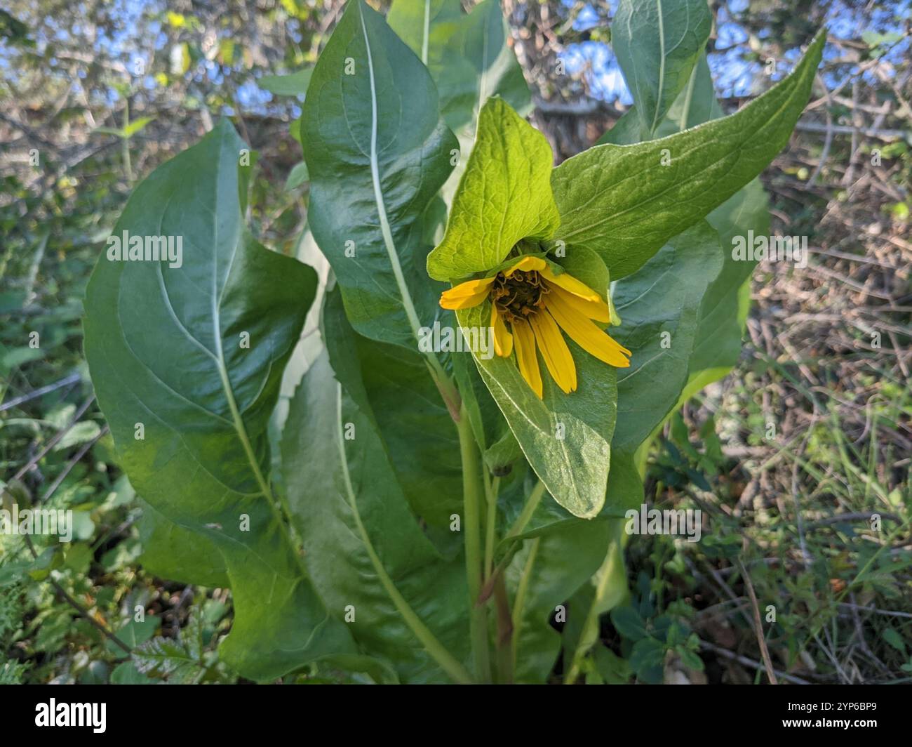 smooth mule-ears (Wyethia glabra Stock Photo - Alamy