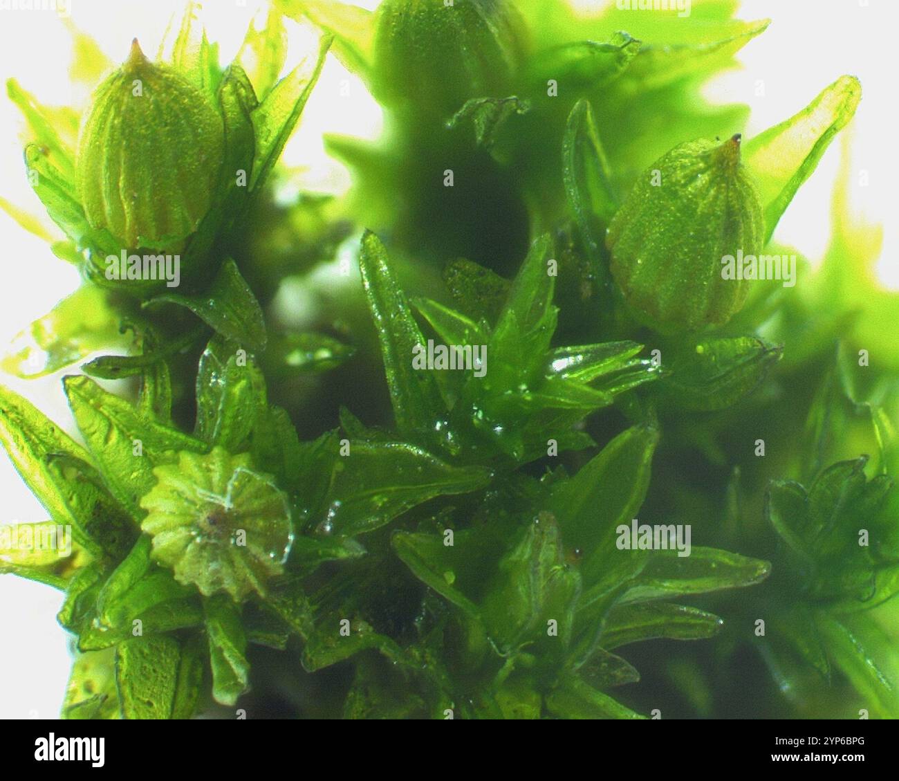 Starry Bristle Moss (Orthotrichum stellatum Stock Photo - Alamy
