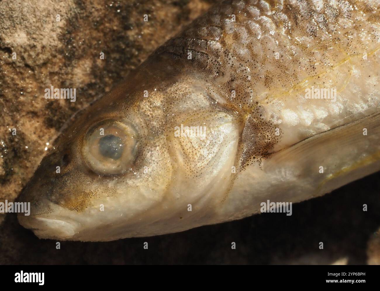 Central Stoneroller (Campostoma anomalum Stock Photo - Alamy