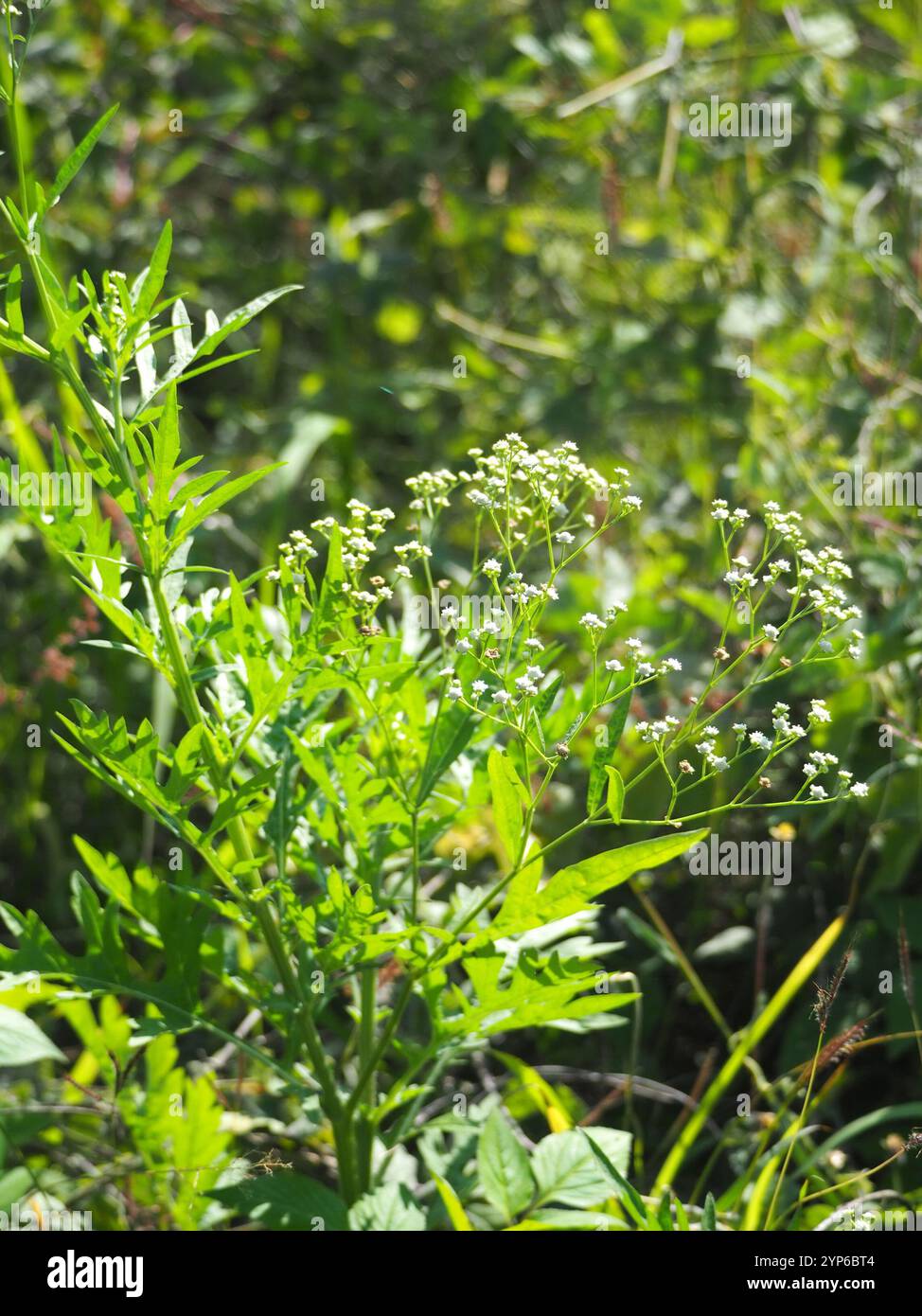 Santa Maria feverfew (Parthenium hysterophorus Stock Photo - Alamy