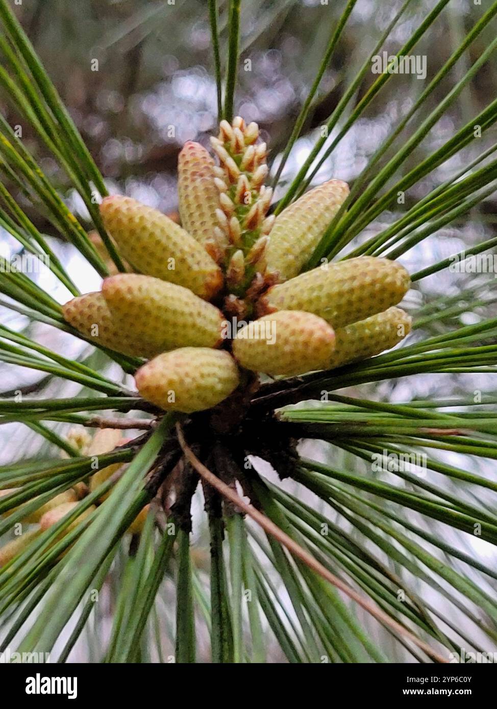 loblolly pine (Pinus taeda Stock Photo - Alamy