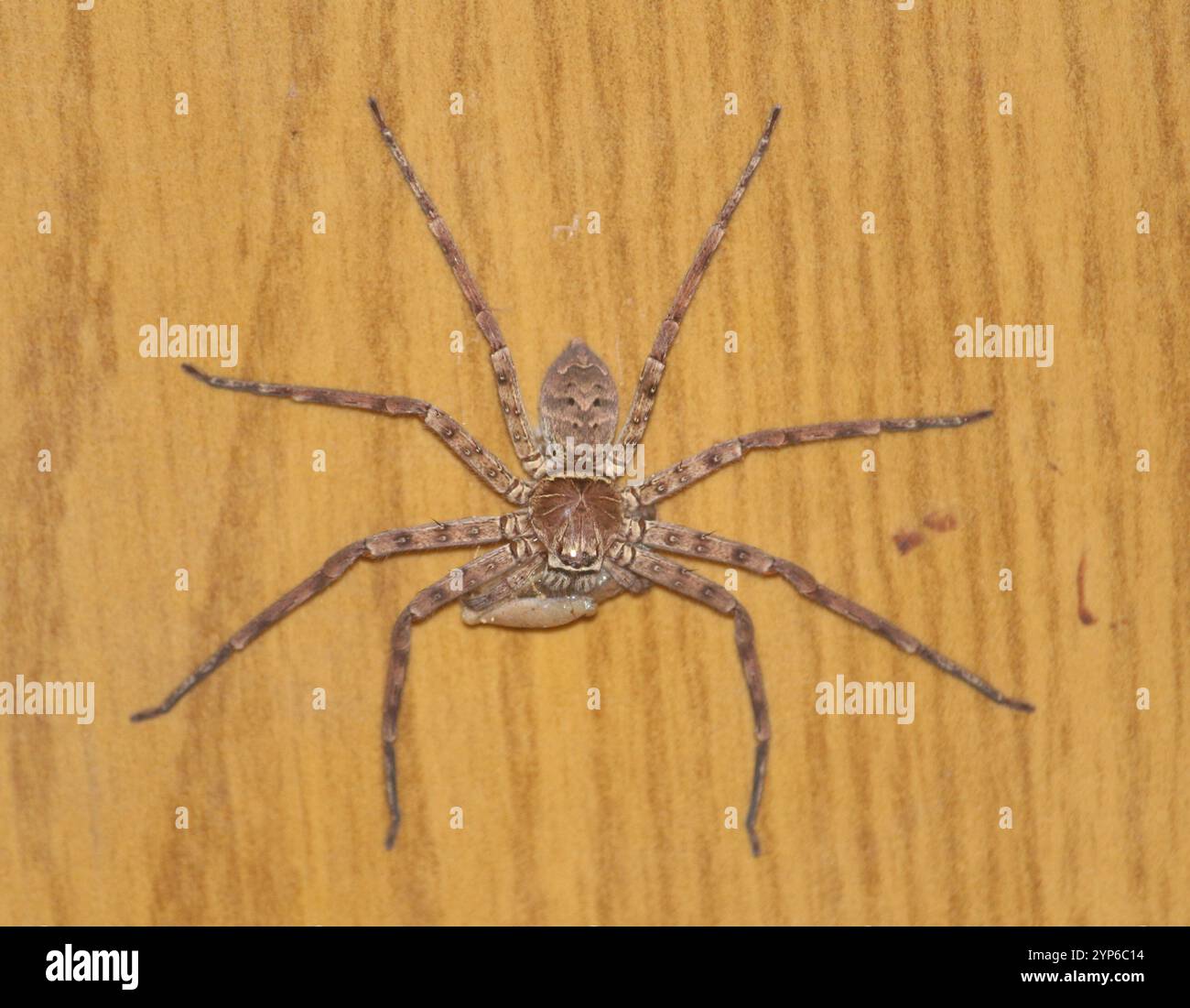 Giant Huntsman Spiders (Heteropoda Stock Photo - Alamy