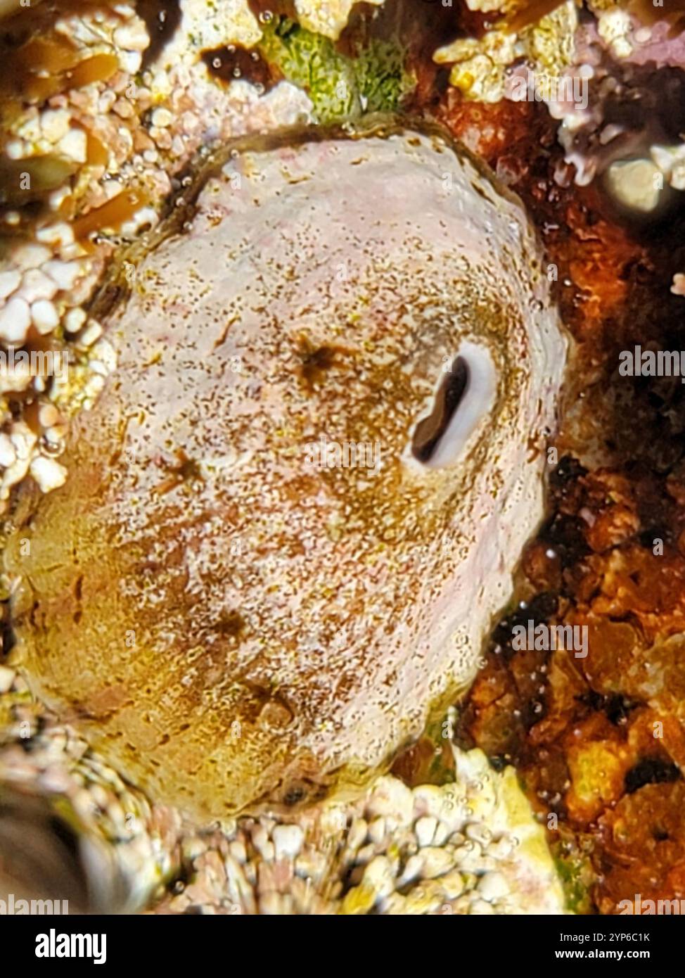 Keyhole Limpets (Fissurellidae Stock Photo - Alamy