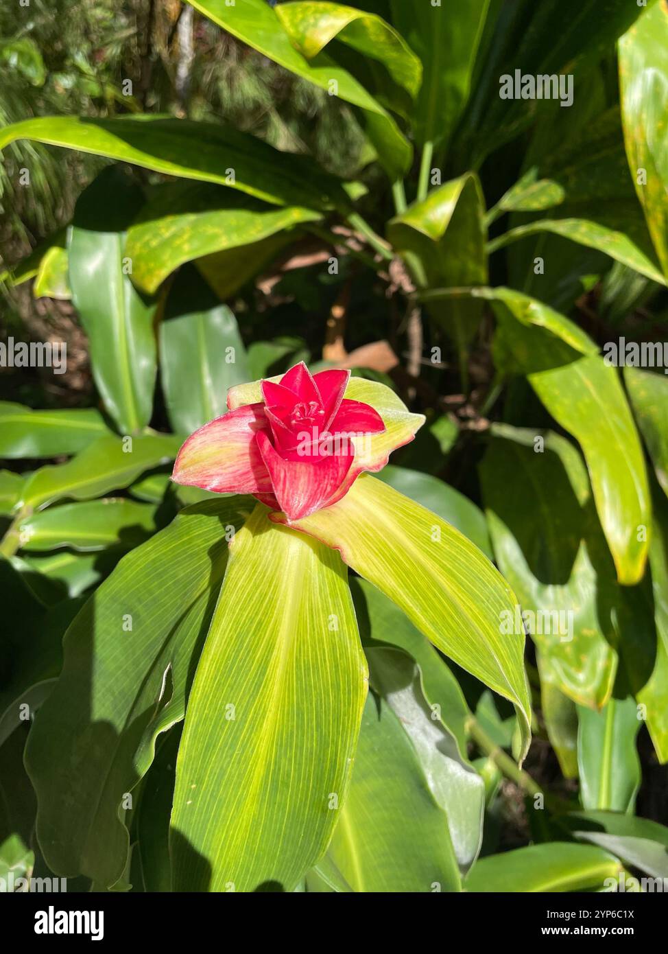 Red Button Ginger (Costus woodsonii Stock Photo - Alamy