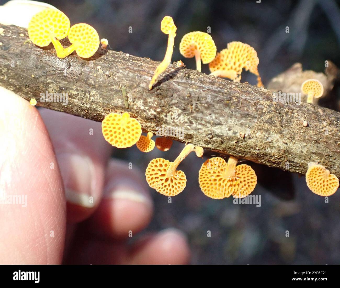 orange pore fungus (Favolaschia claudopus Stock Photo - Alamy