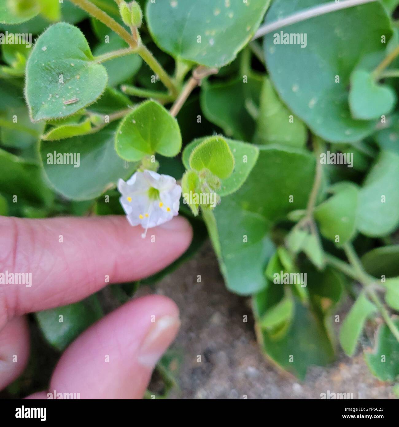 Wishbone Bush (Mirabilis laevis Stock Photo - Alamy