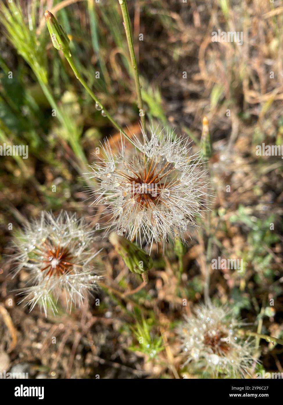 Smooth Cat's Ear (Hypochaeris glabra Stock Photo - Alamy